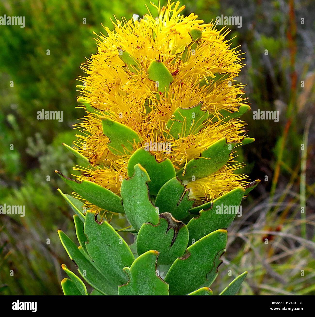 Golden Pagoda (Mimetes chrysanthus Stock Photo - Alamy