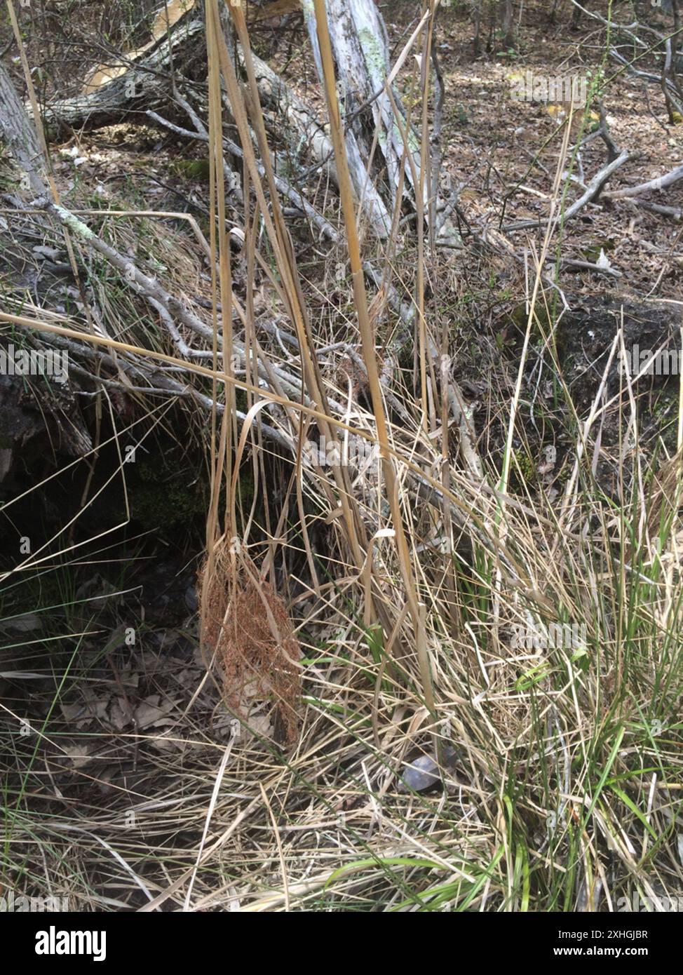 woolgrass (Scirpus cyperinus Stock Photo - Alamy