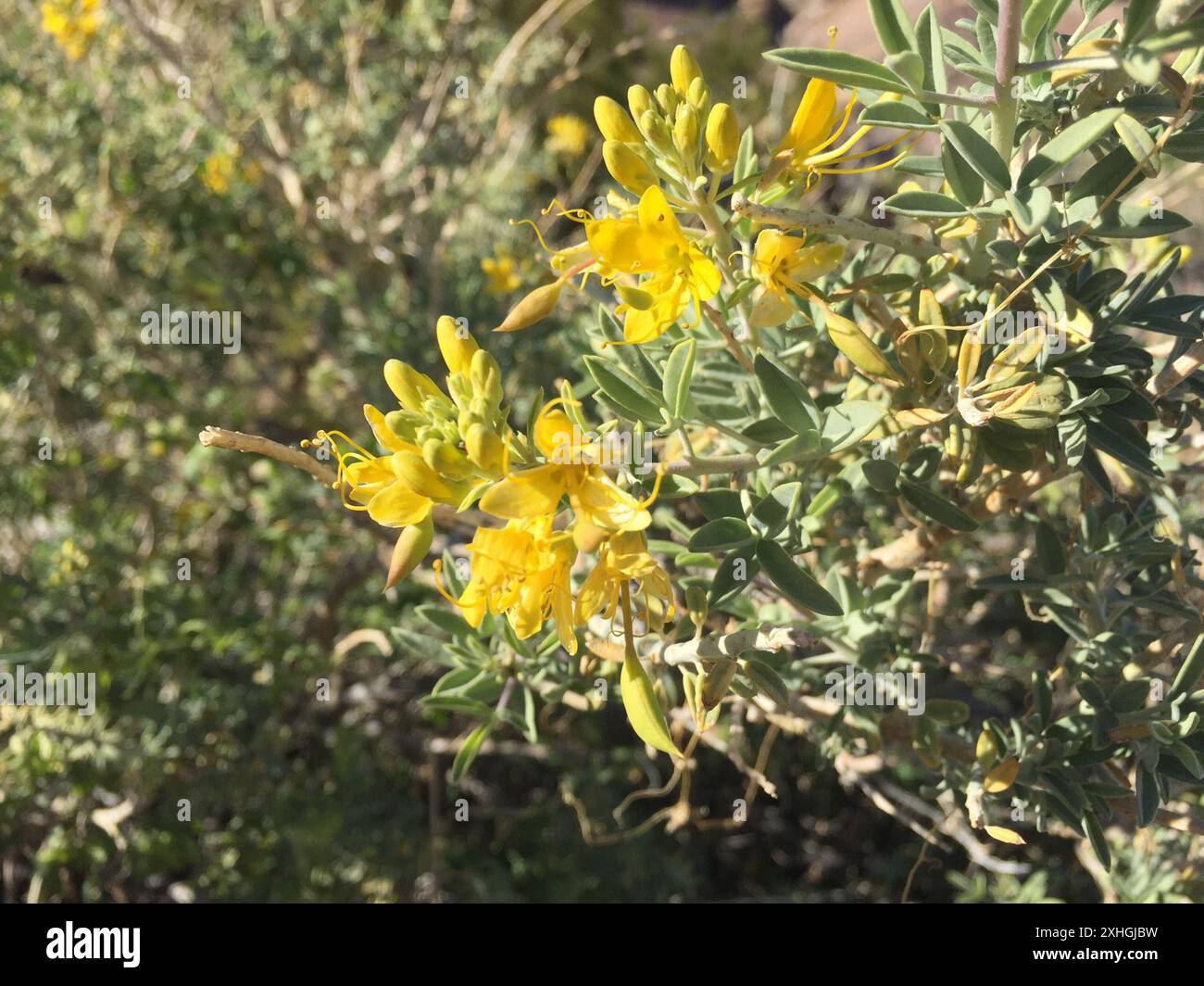Bladderpod (Cleomella arborea Stock Photo - Alamy