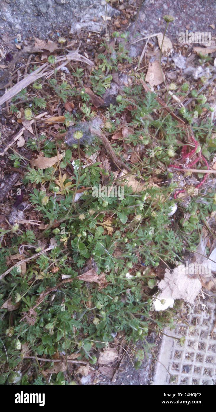 Cotula australis hi-res stock photography and images - Alamy