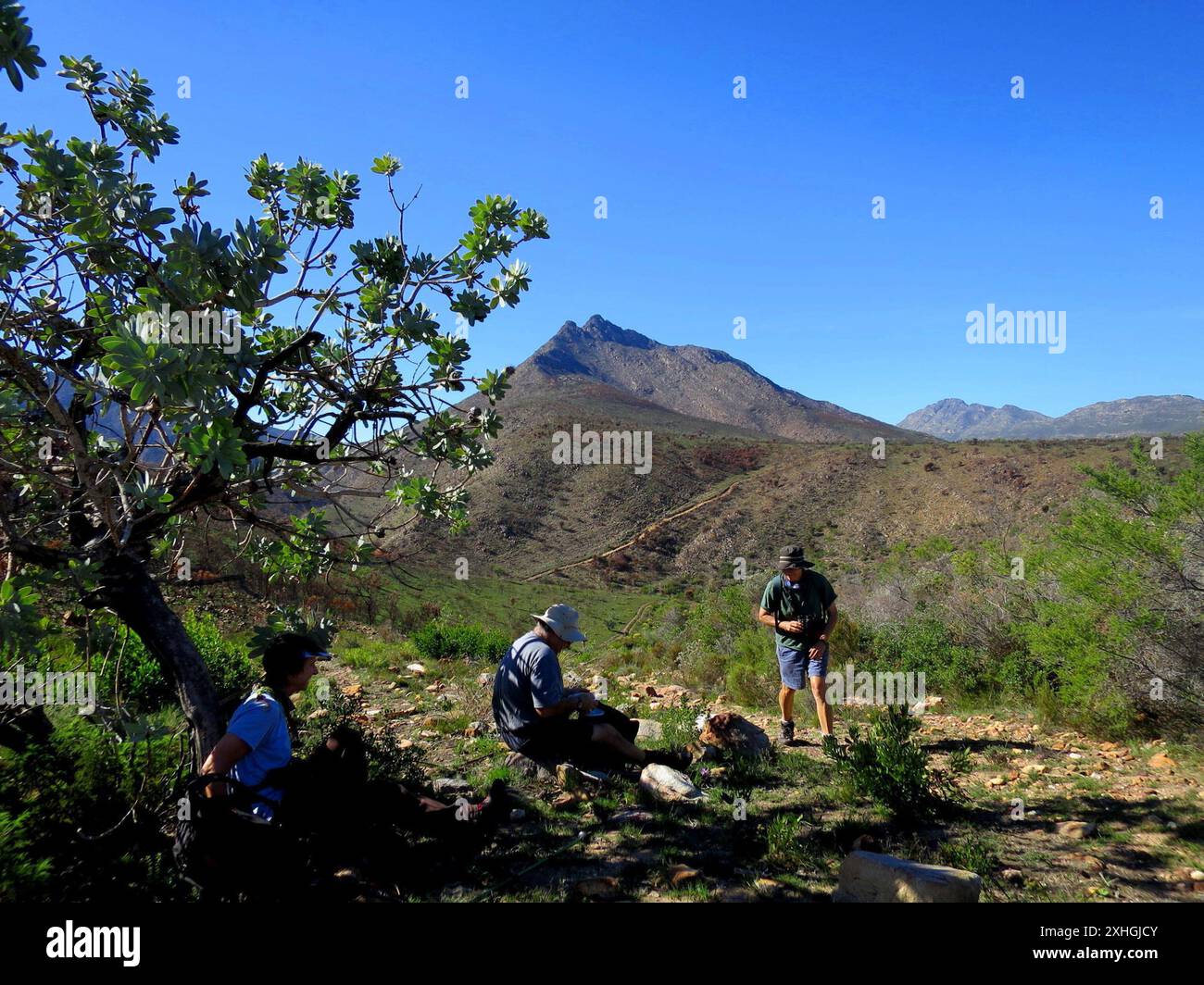 Wagon Tree (Protea nitida Stock Photo - Alamy