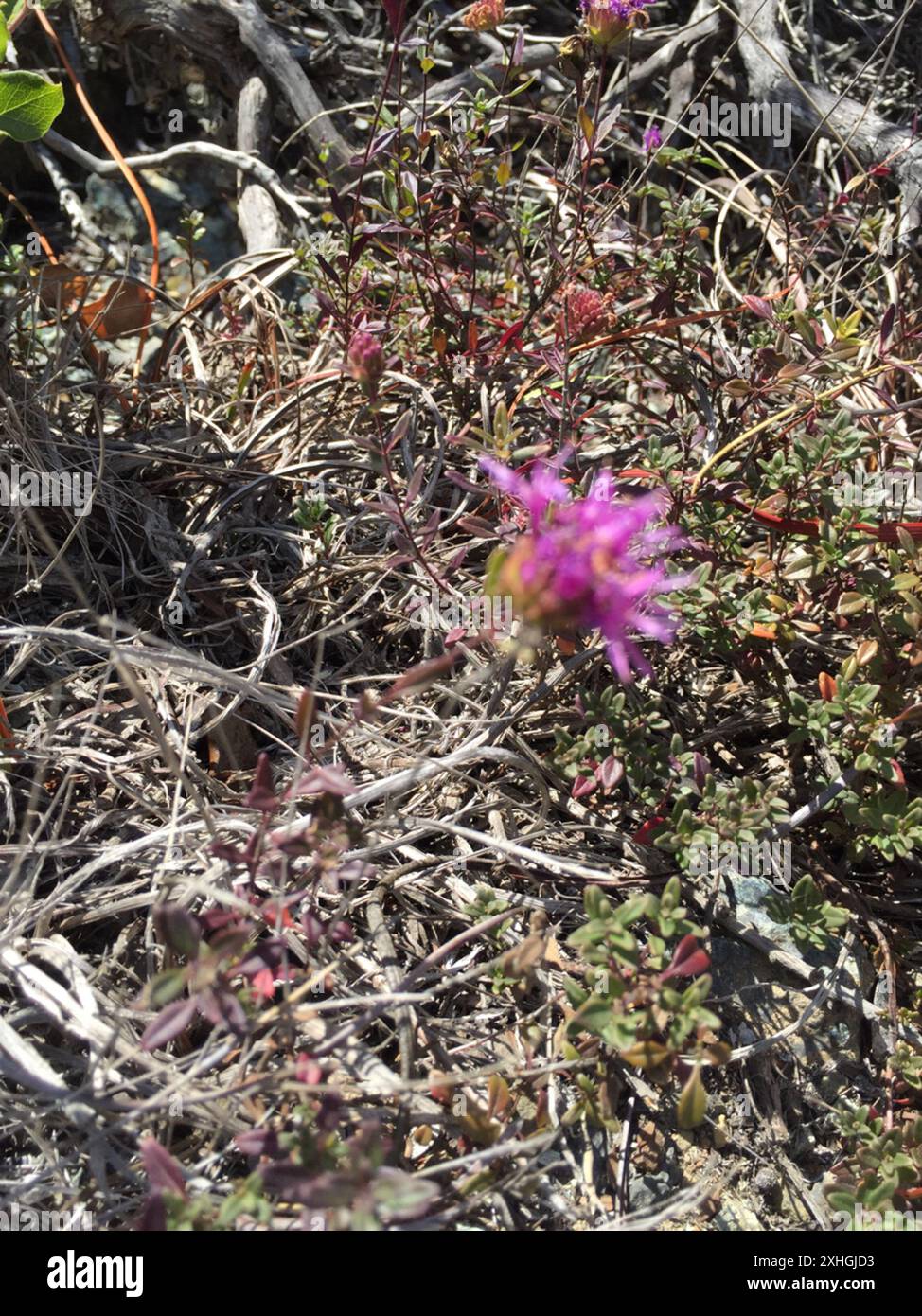 serpentine monardella (Monardella purpurea Stock Photo - Alamy
