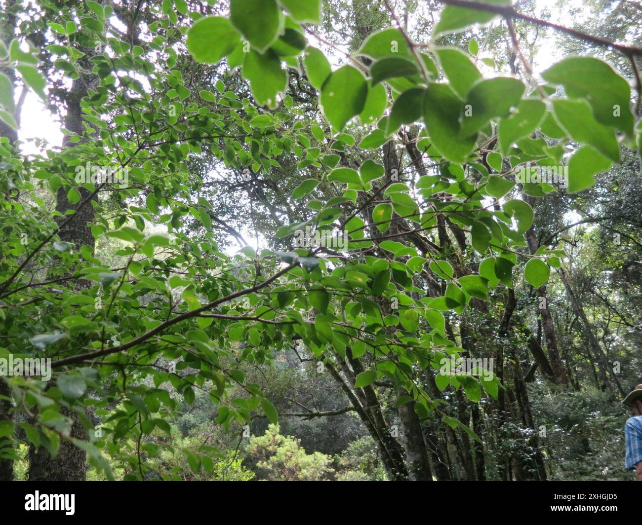 Rock Alder (Afrocanthium mundianum Stock Photo - Alamy