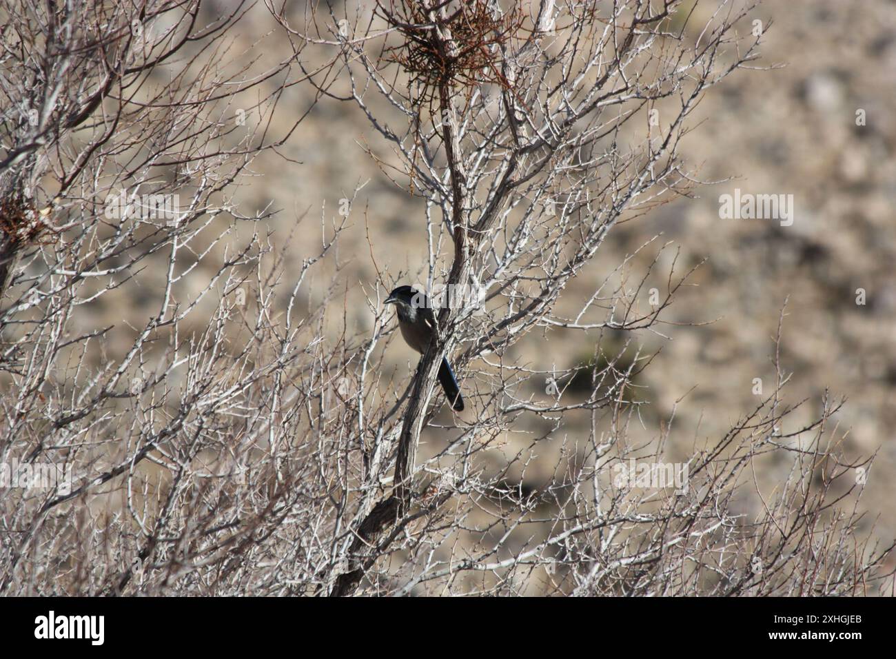 California Scrub-Jay (Aphelocoma californica Stock Photo - Alamy