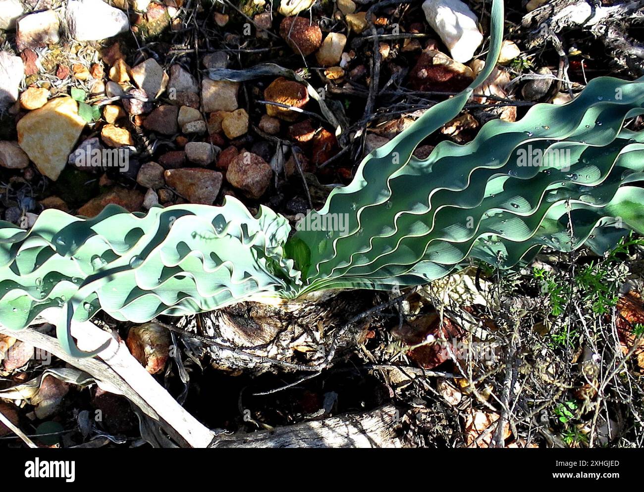 Poison-bulb (Boophone disticha Stock Photo - Alamy