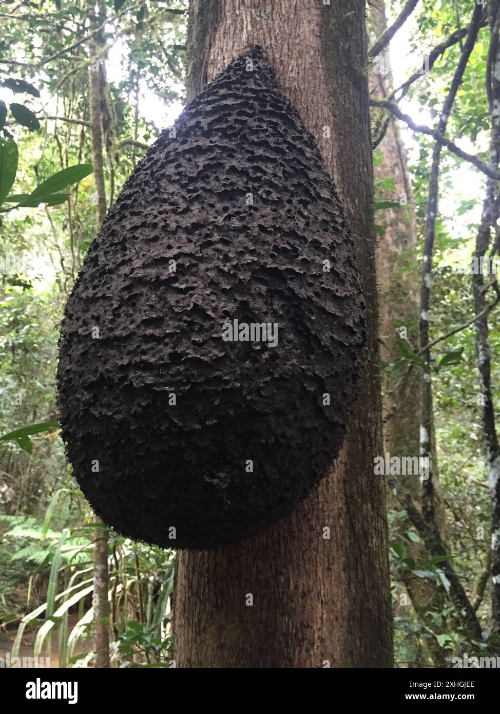 Acrobat Ants and Cocktail Ants (Crematogaster Stock Photo - Alamy