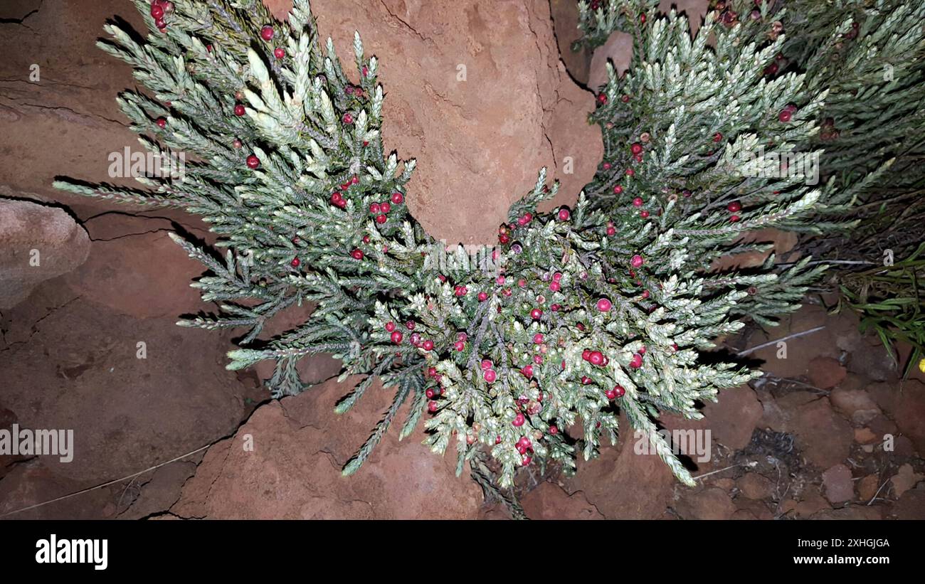 Pūkiawe (Leptecophylla tameiameiae Stock Photo - Alamy