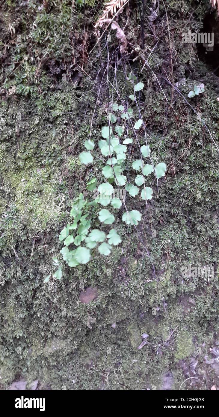 California Maidenhair Fern (Adiantum jordanii Stock Photo - Alamy