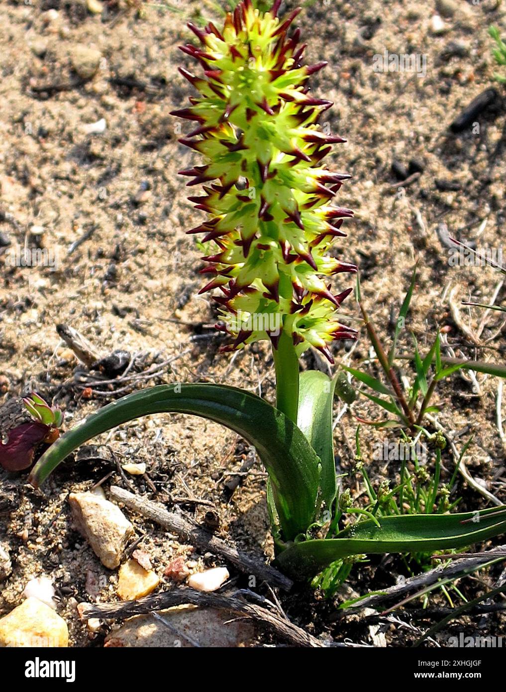 (Wurmbea spicata spicata Stock Photo - Alamy