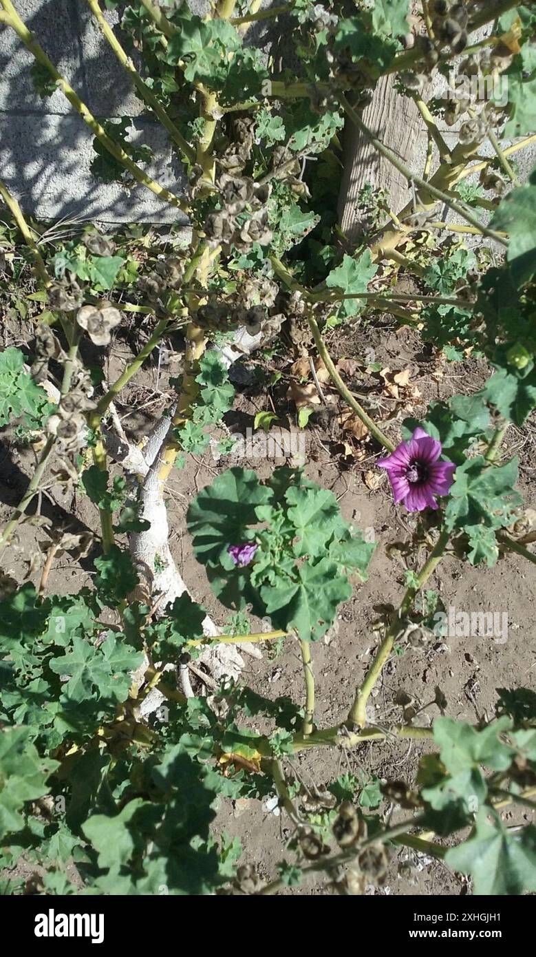 Tree Mallow (Malva arborea Stock Photo - Alamy