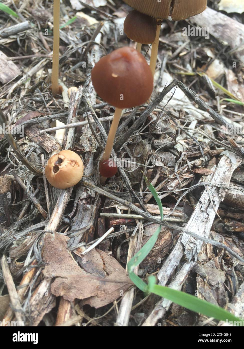 red edge brittlestem (Psathyrella corrugis Stock Photo - Alamy