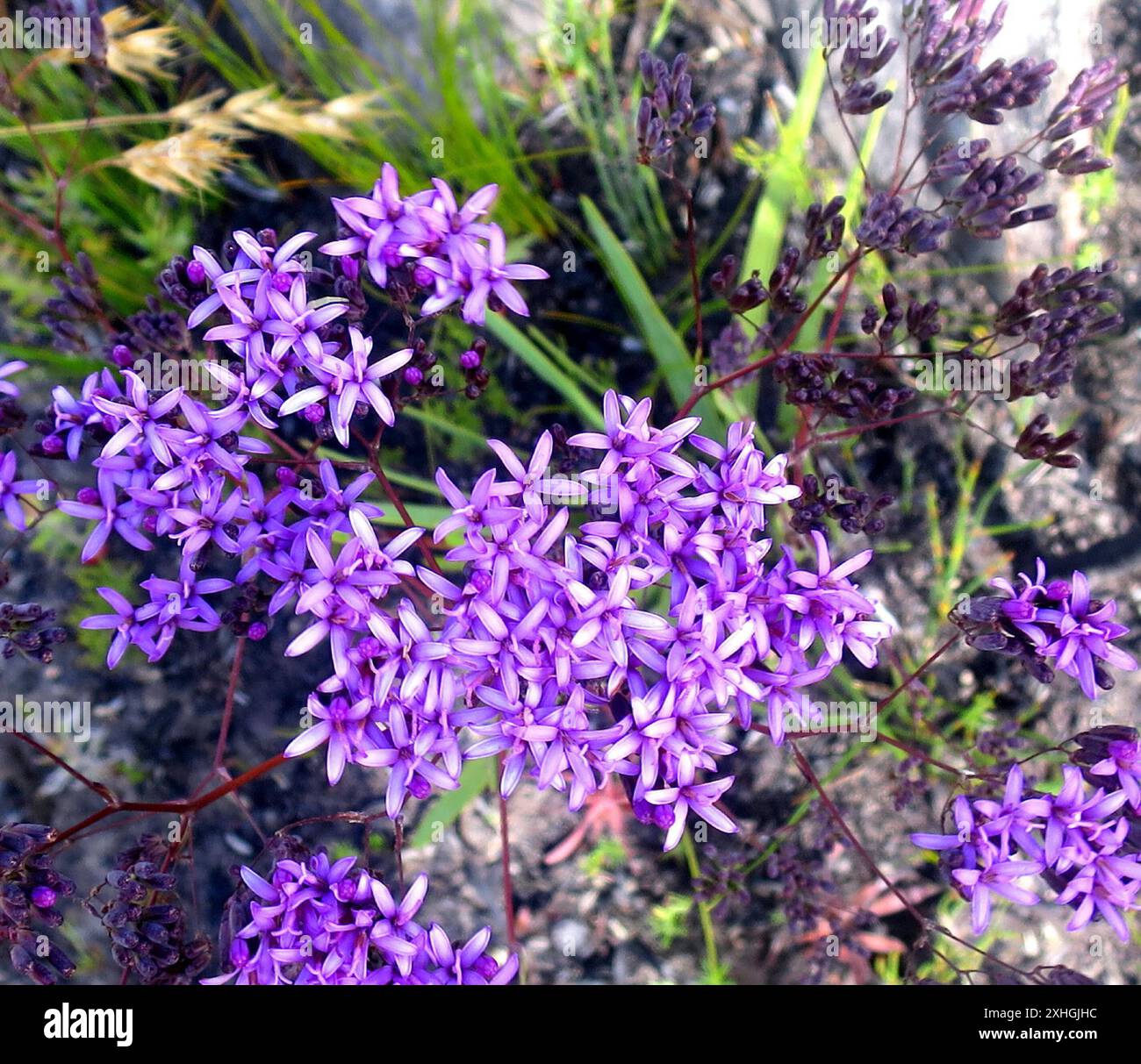 Broad Smooth Plampers (Corymbium glabrum glabrum Stock Photo - Alamy