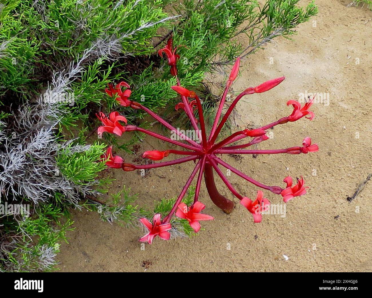 Candelabra lily hi-res stock photography and images - Alamy