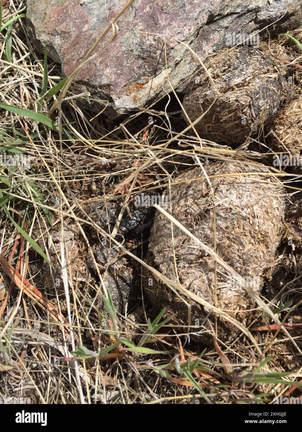 Spring Field Cricket (Gryllus veletis Stock Photo - Alamy