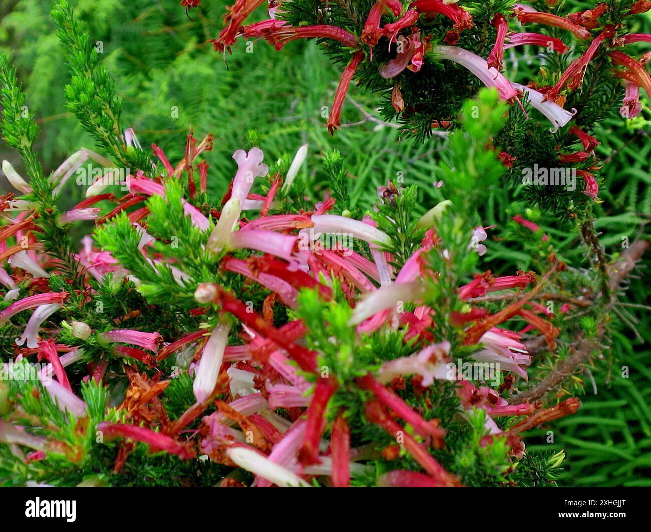 Common Water Heath (Erica curviflora curviflora Stock Photo - Alamy