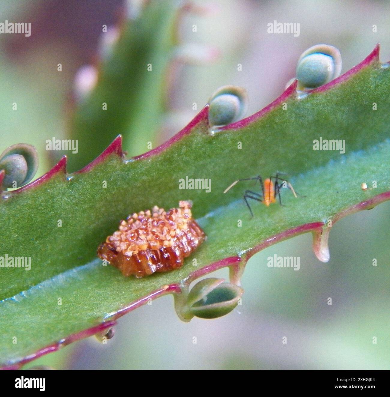 Milkweed Assassin Bug (Zelus longipes Stock Photo - Alamy