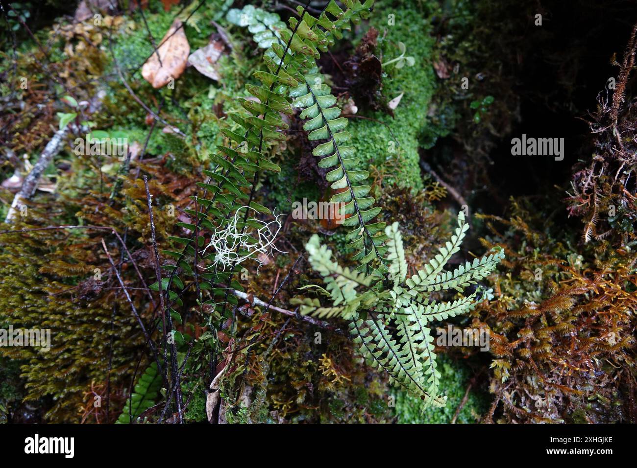 Rainforest spleenwort hi-res stock photography and images - Alamy