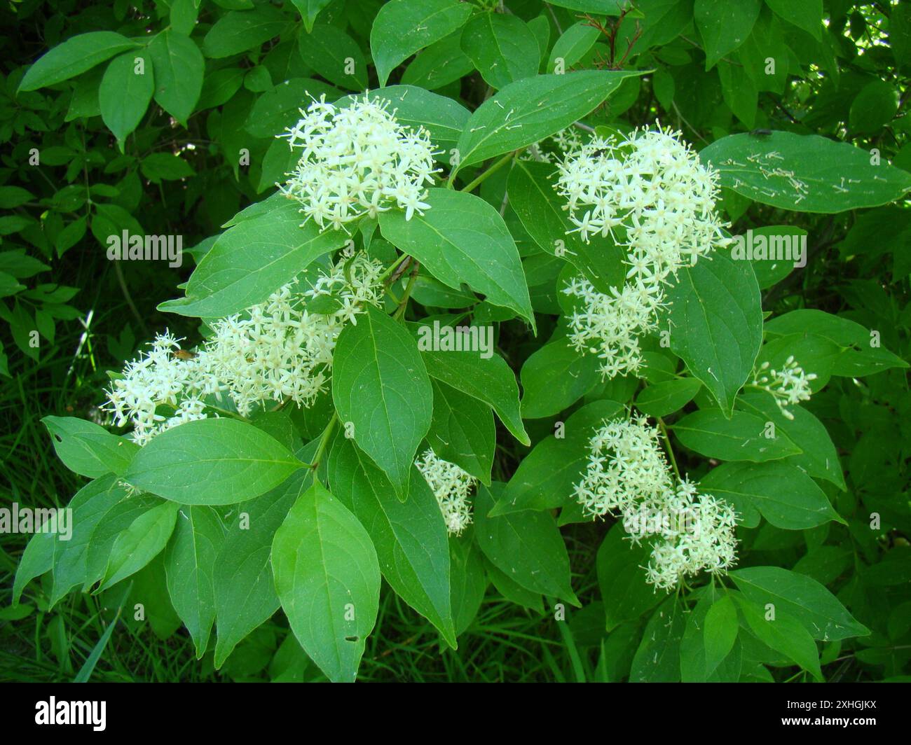 gray dogwood (Cornus racemosa Stock Photo - Alamy