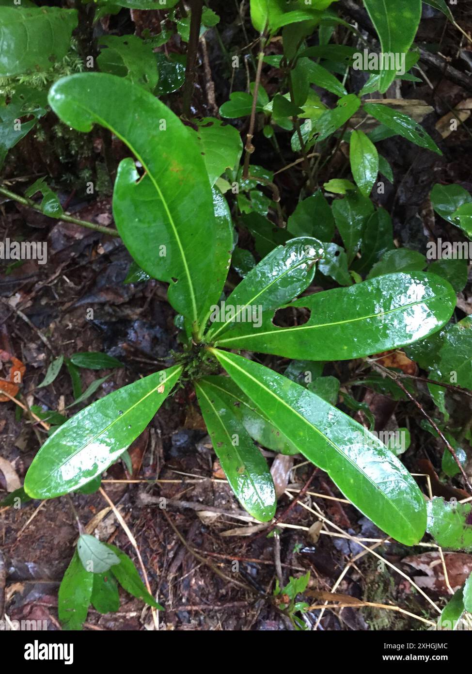 coca trees (Erythroxylum Stock Photo - Alamy