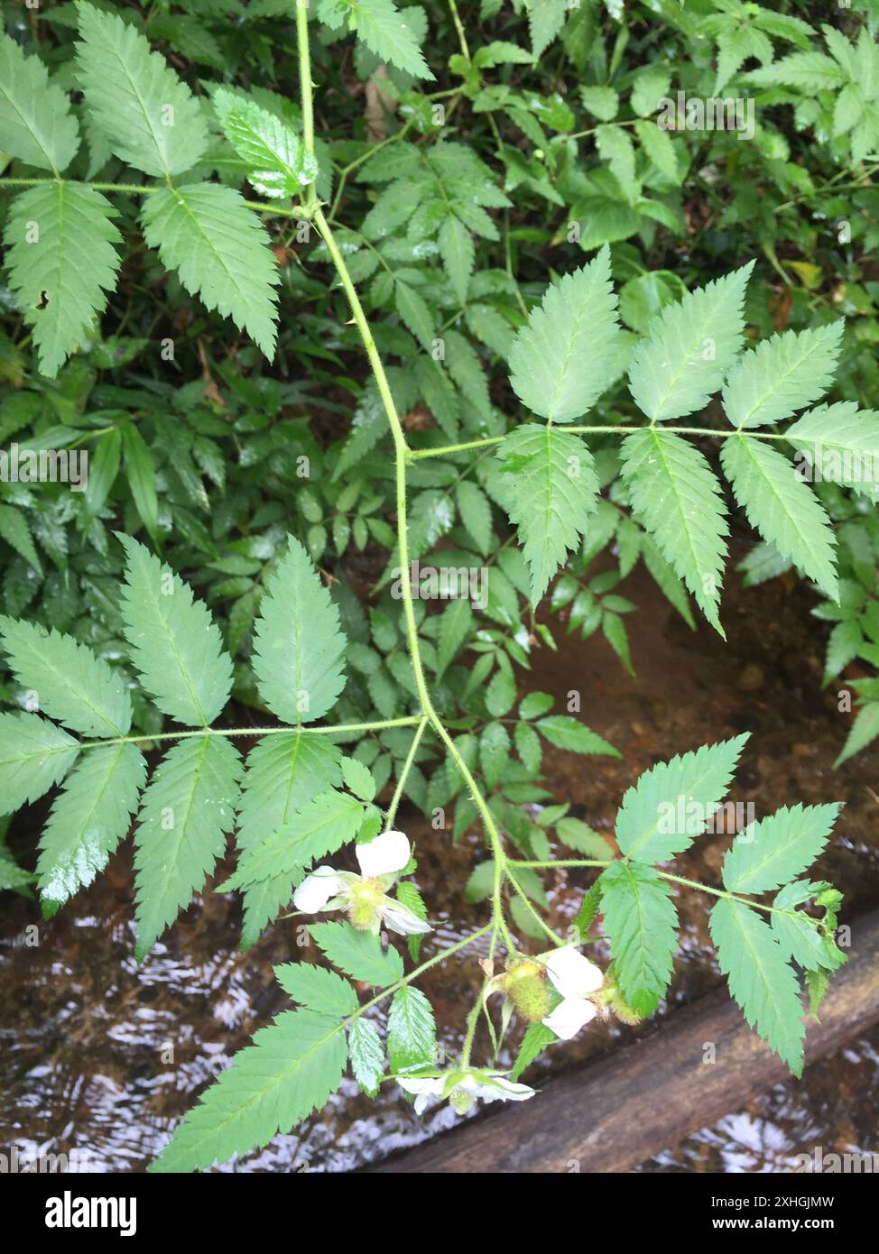 roseleaf bramble (Rubus rosifolius Stock Photo - Alamy