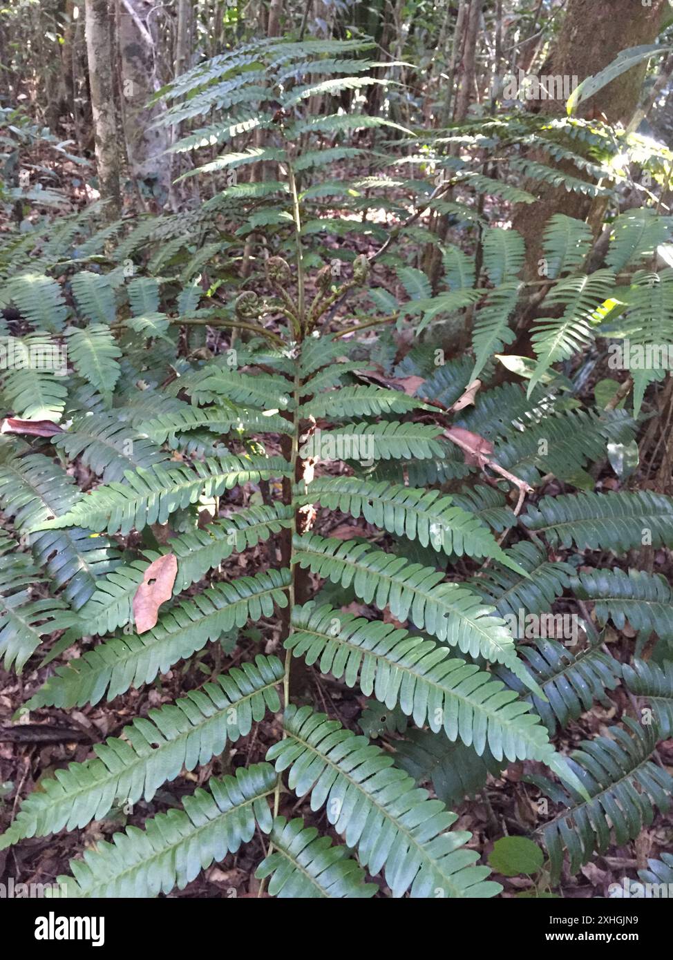 Tree Ferns and Allies (Cyatheales Stock Photo - Alamy