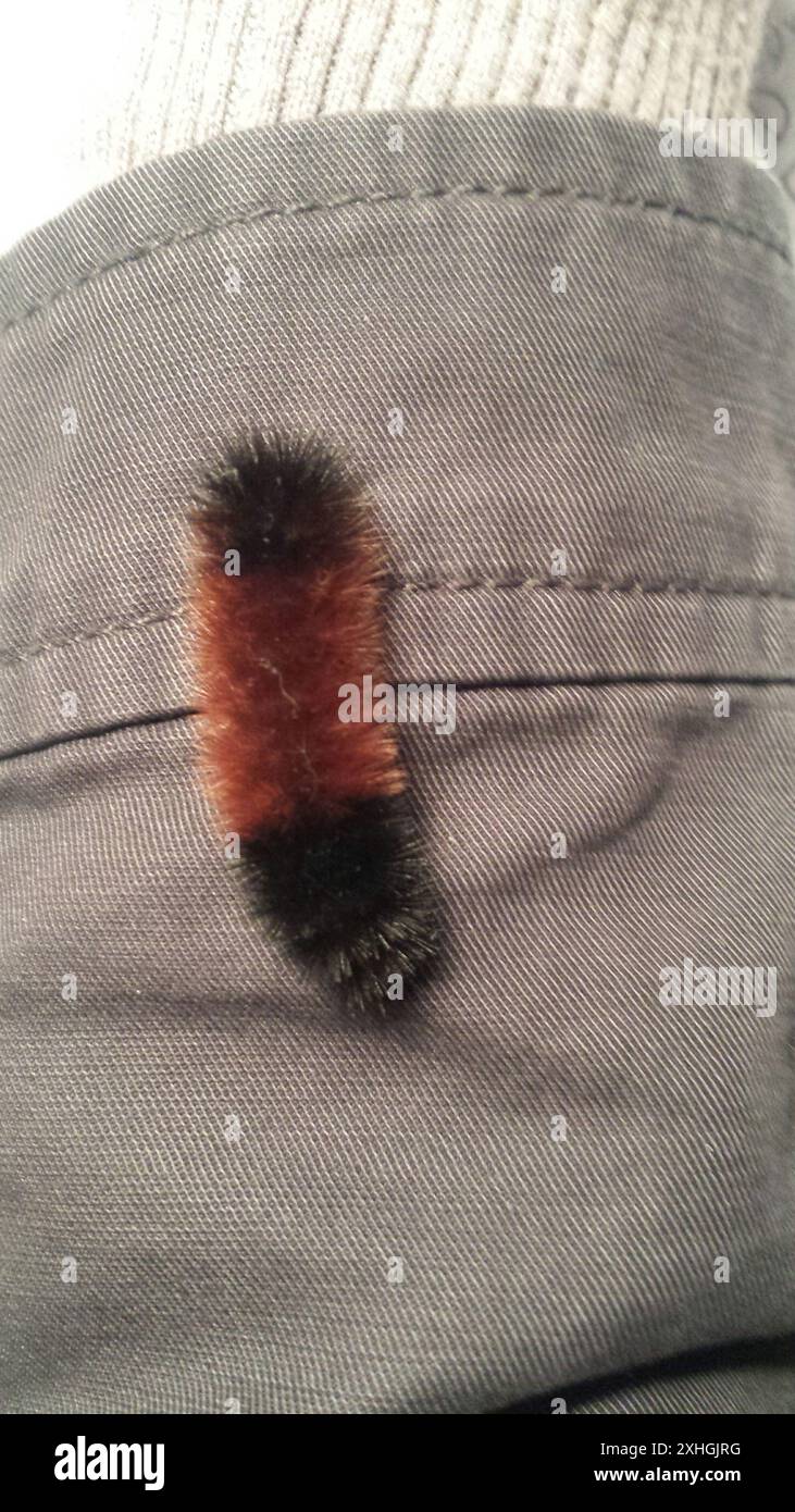 Isabella tiger moth hi-res stock photography and images - Alamy
