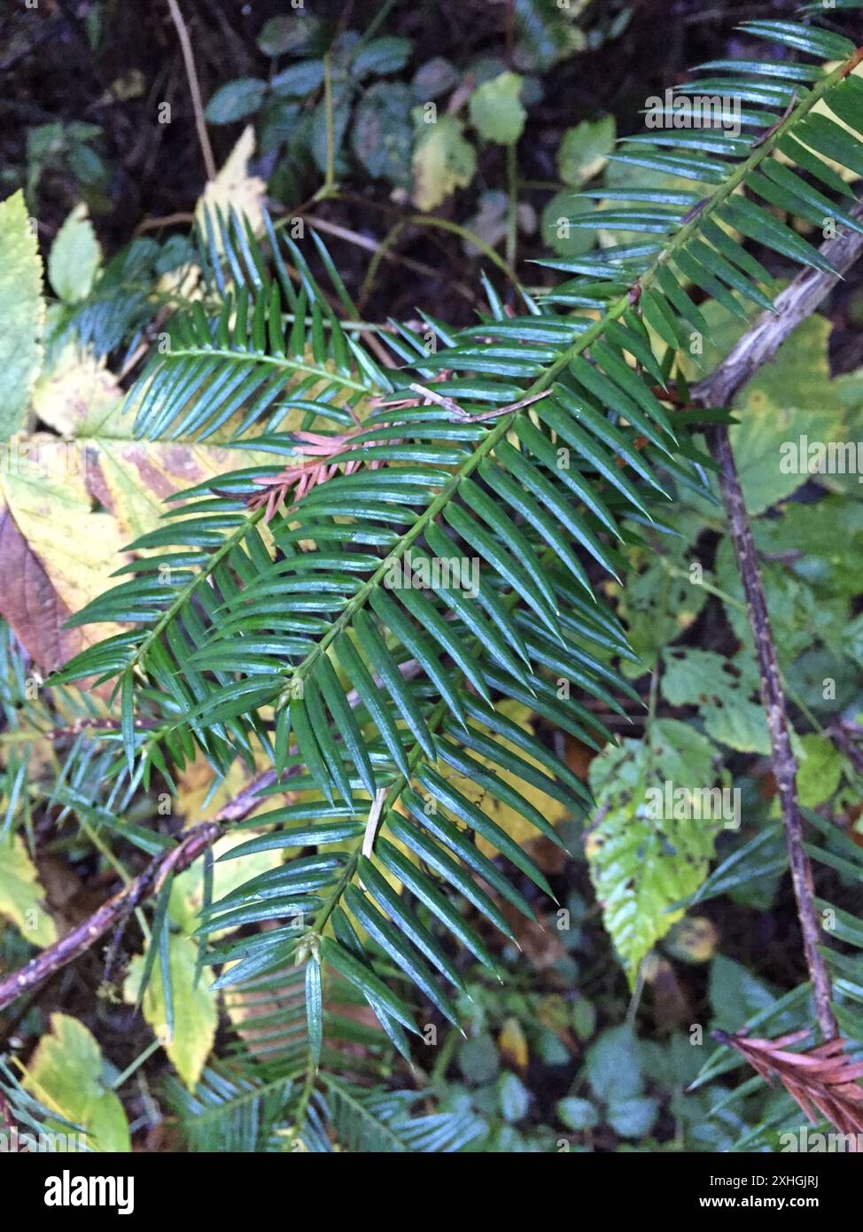 Torreya californica hi-res stock photography and images - Alamy