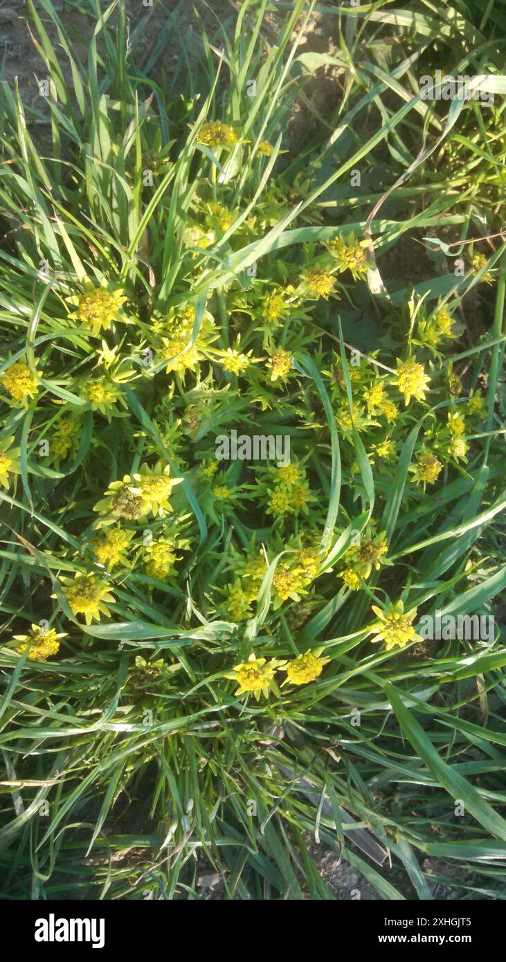 Sanicula arctopoides hi-res stock photography and images - Alamy