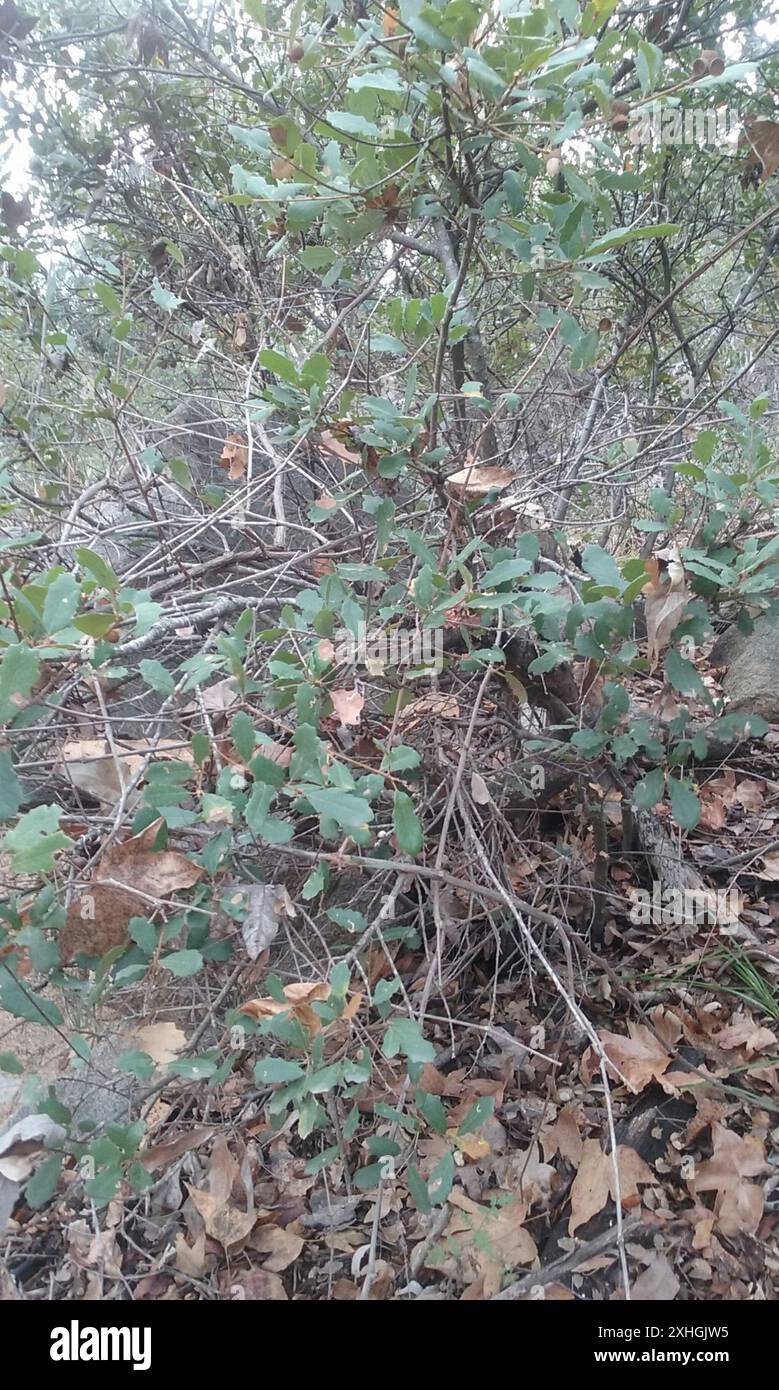 Oak hybrid hi-res stock photography and images - Alamy