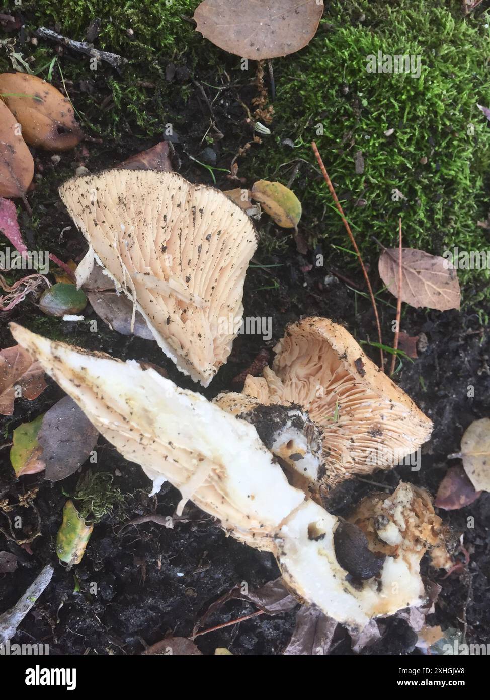 golden milkcap (Lactarius alnicola Stock Photo - Alamy