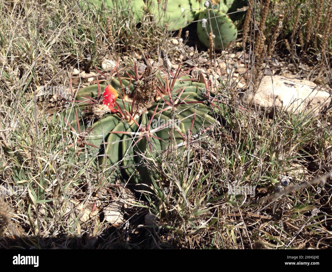Horse Crippler Cactus (Homalocephala texensis Stock Photo - Alamy