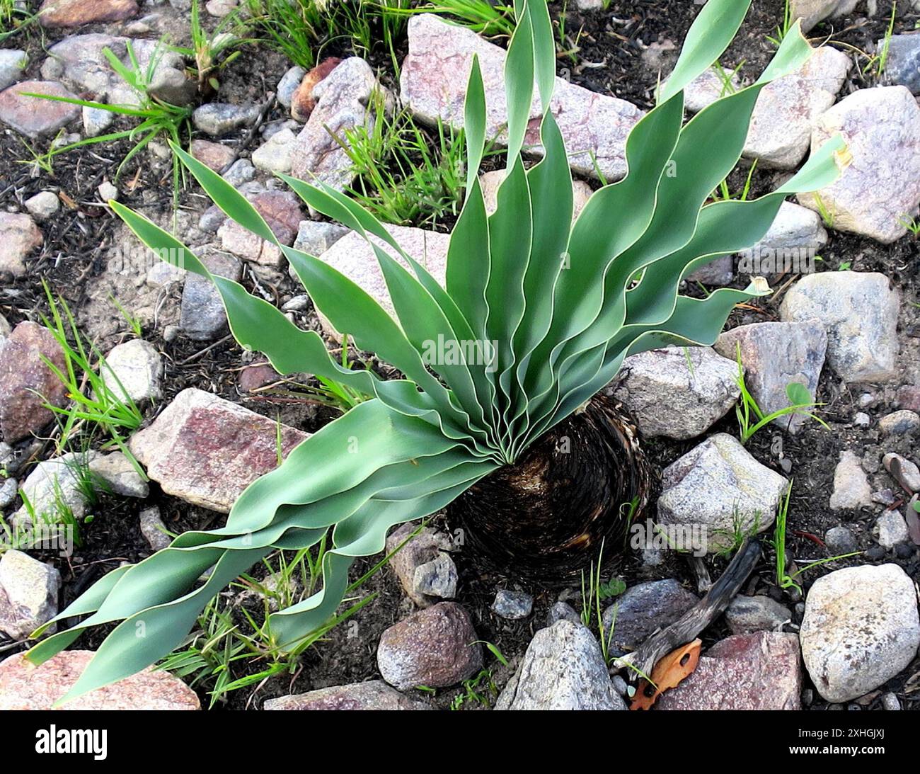 Poison-bulb (Boophone disticha Stock Photo - Alamy