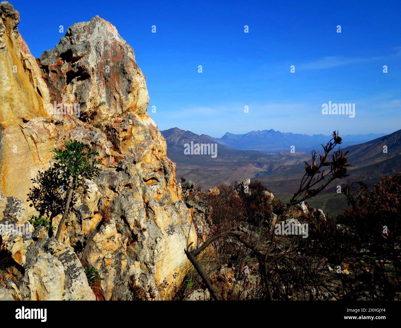 South African cabbage trees (Cussonia Stock Photo - Alamy