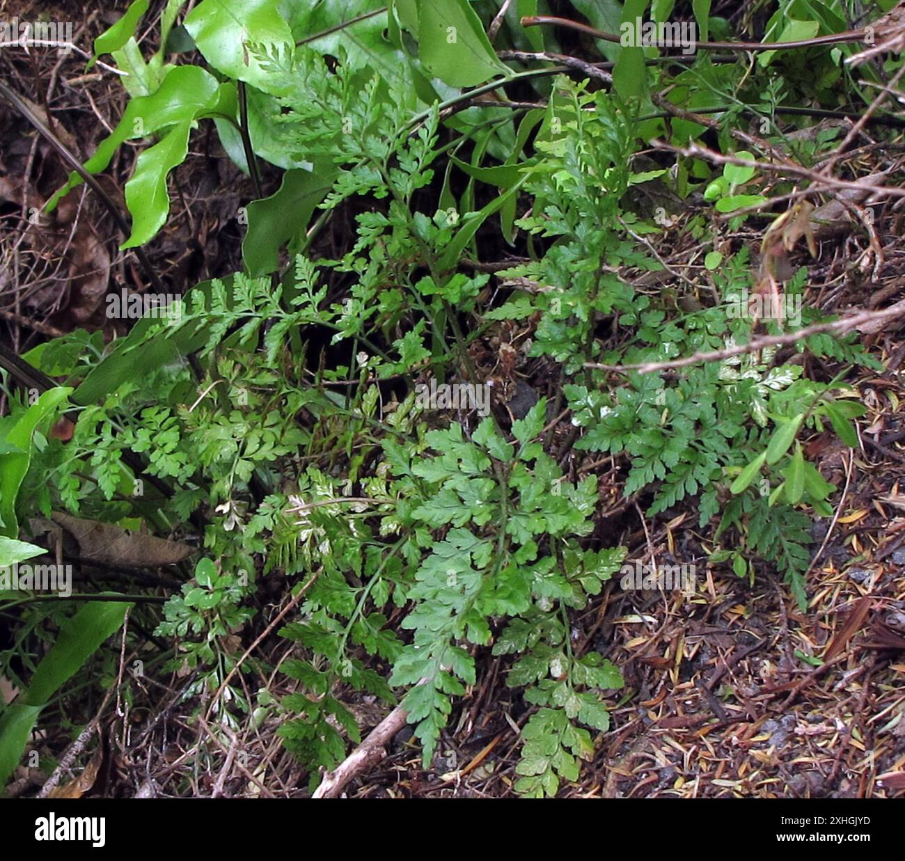 hen and chickens fern (Asplenium gracillimum Stock Photo - Alamy