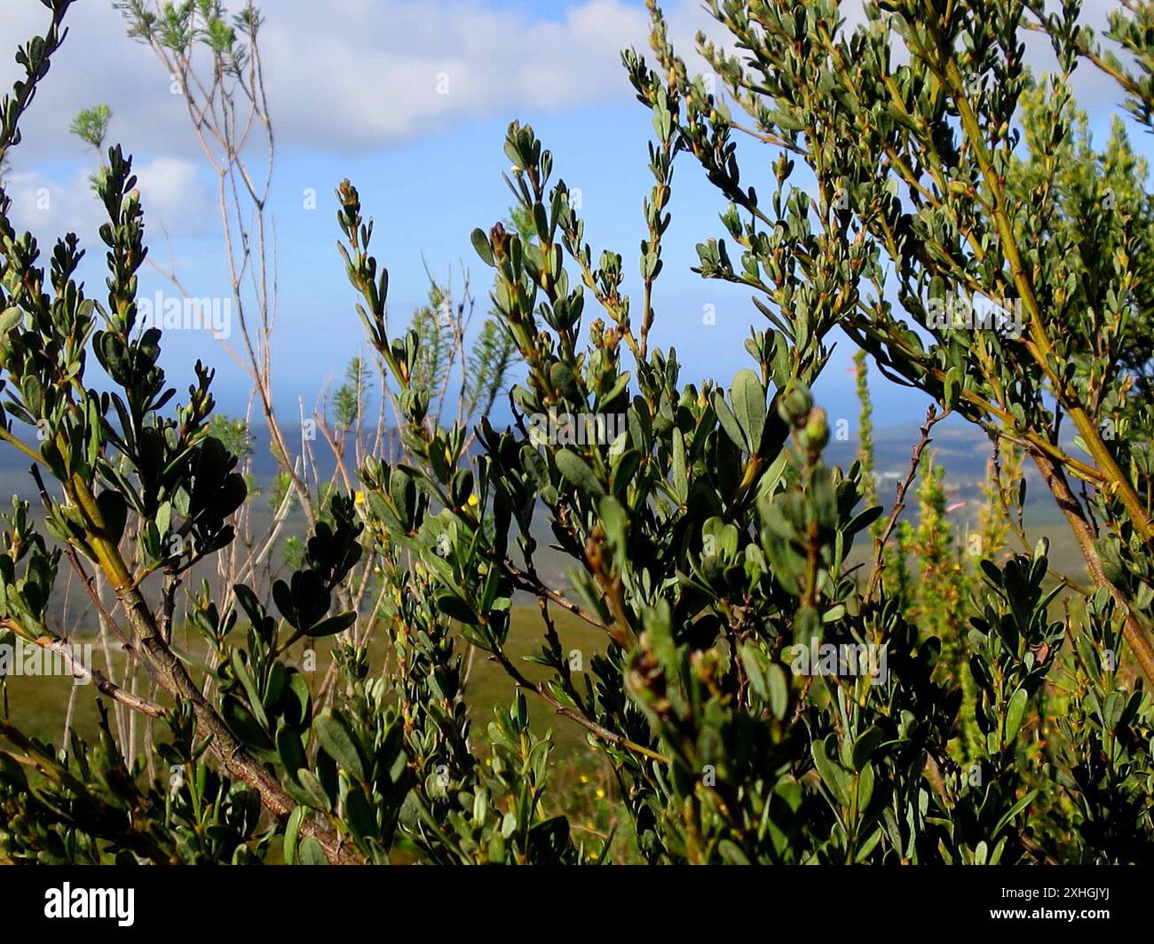 Vlei Honeybush (Cyclopia subternata Stock Photo - Alamy