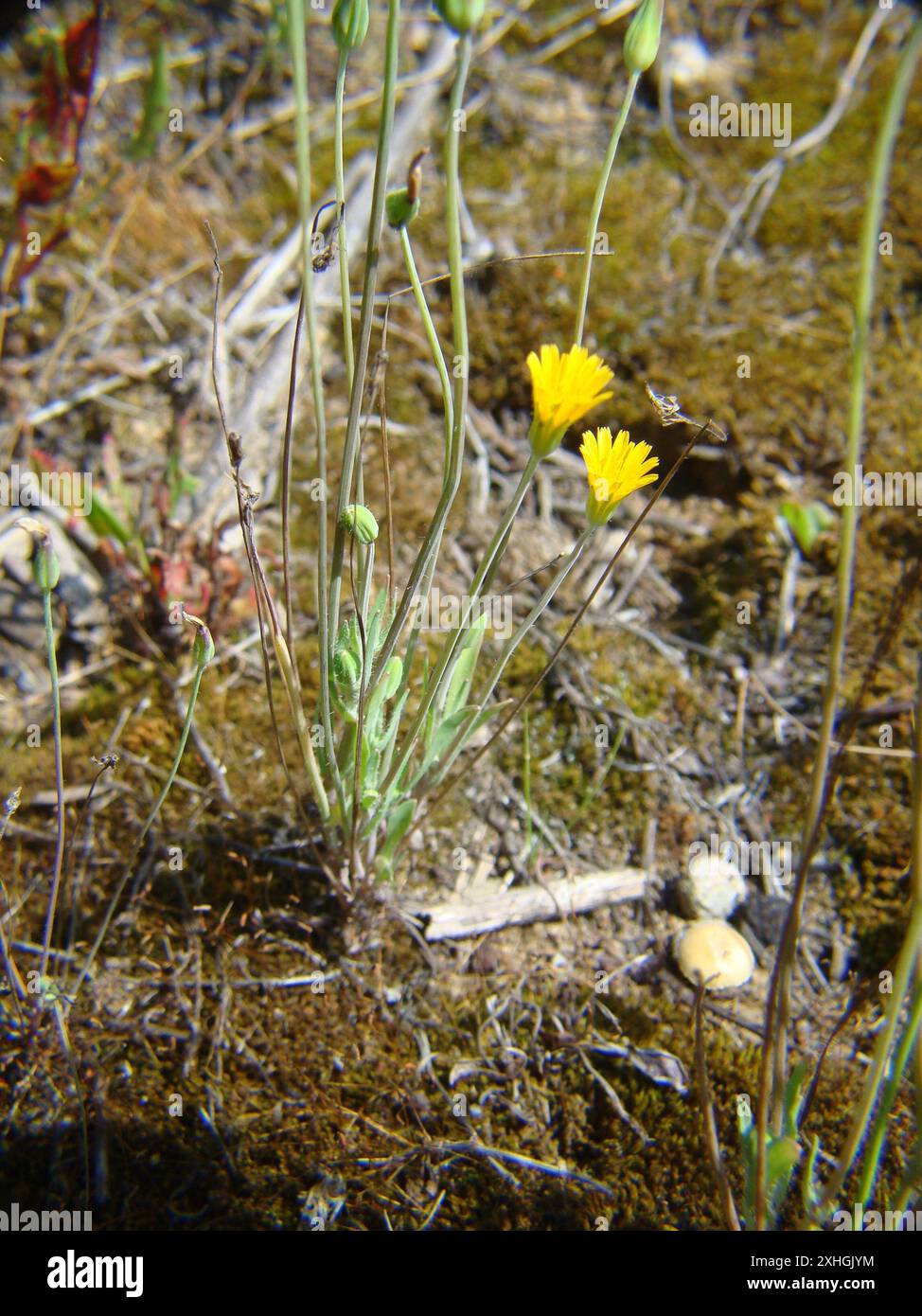 Virginia dwarfdandelion (Krigia virginica Stock Photo - Alamy