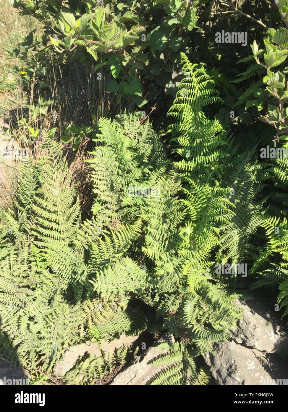 lady fern (Athyrium filix-femina Stock Photo - Alamy