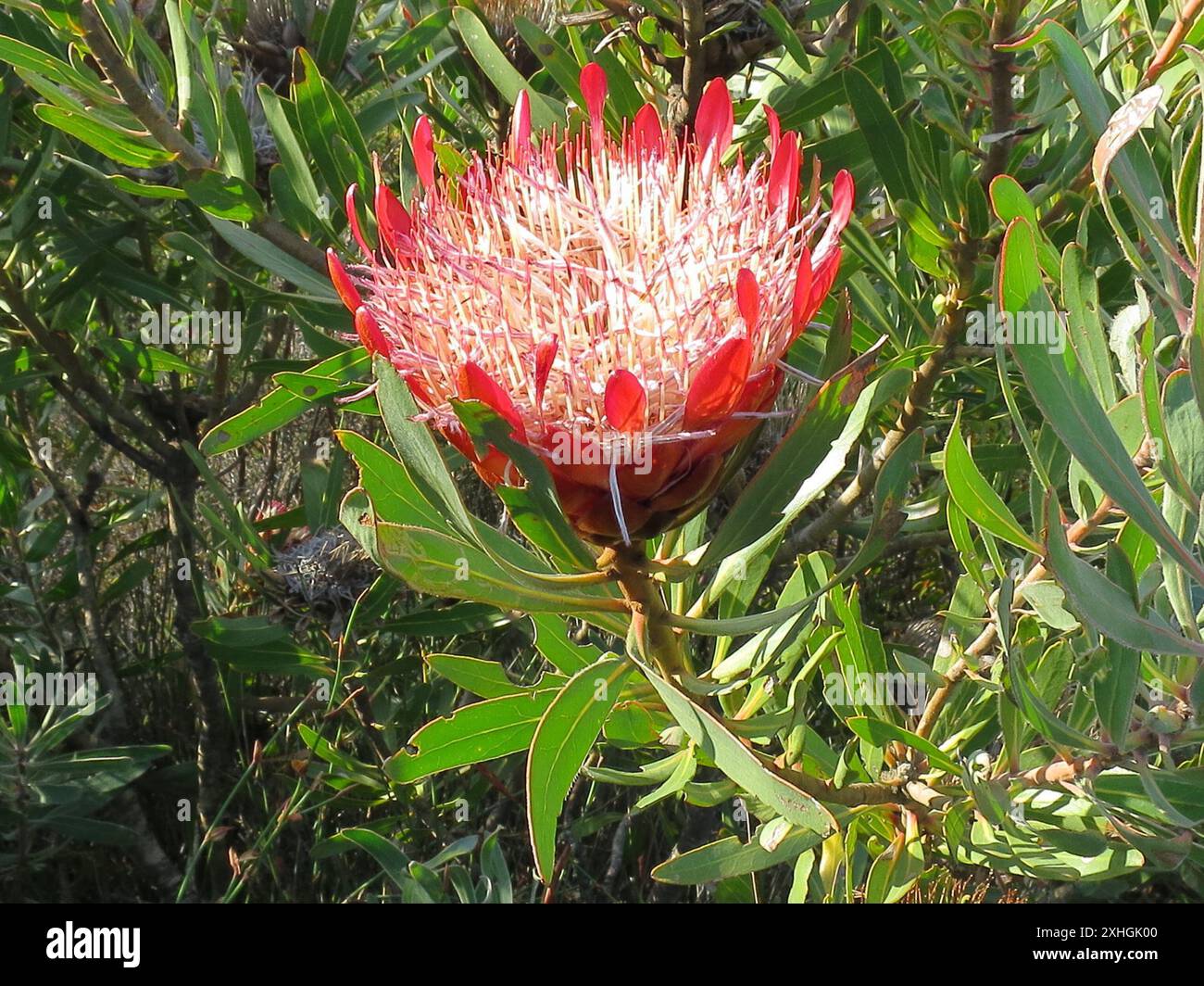 Protea susannae hi-res stock photography and images - Alamy