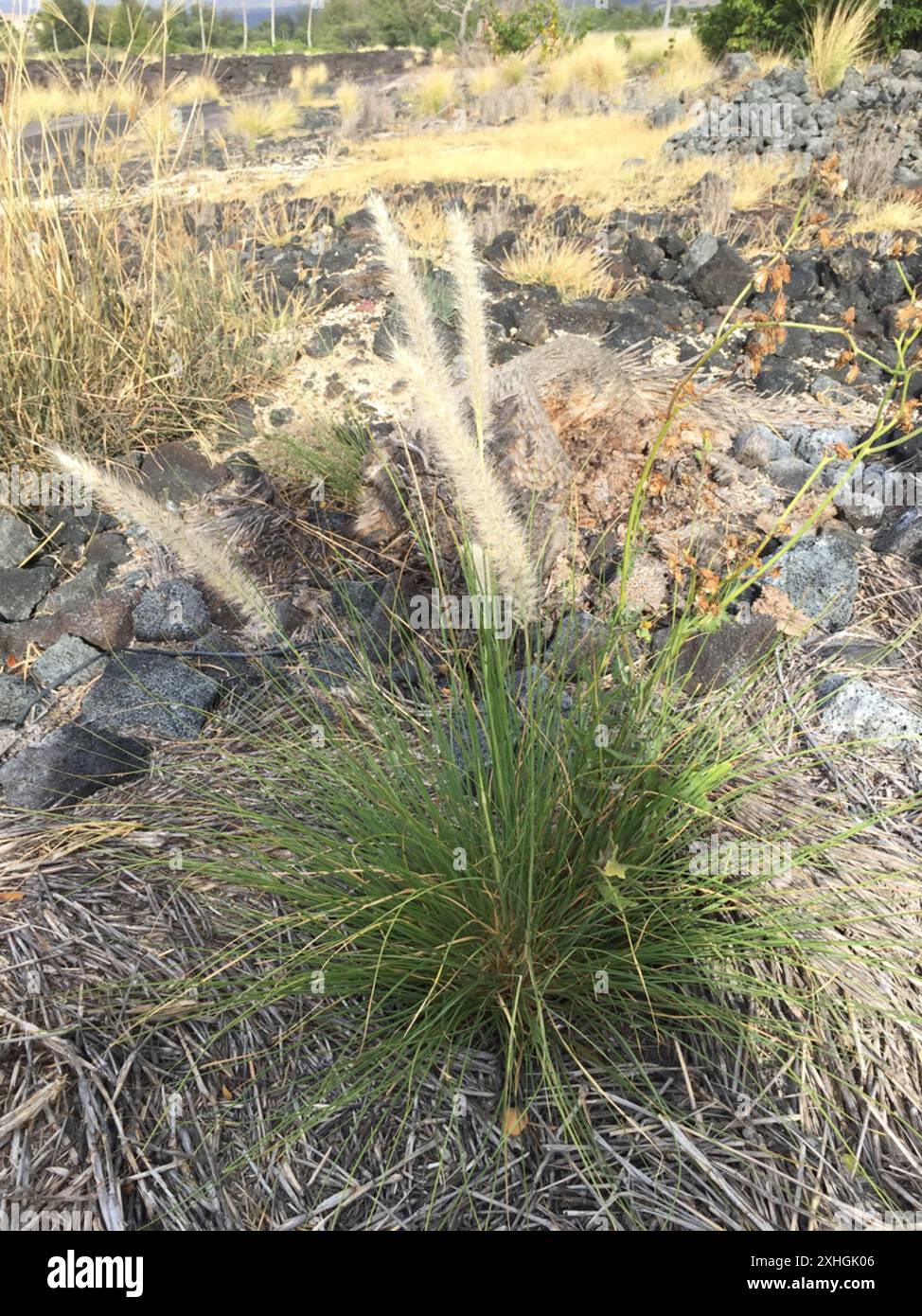 Fountain Grass (Cenchrus setaceus Stock Photo - Alamy