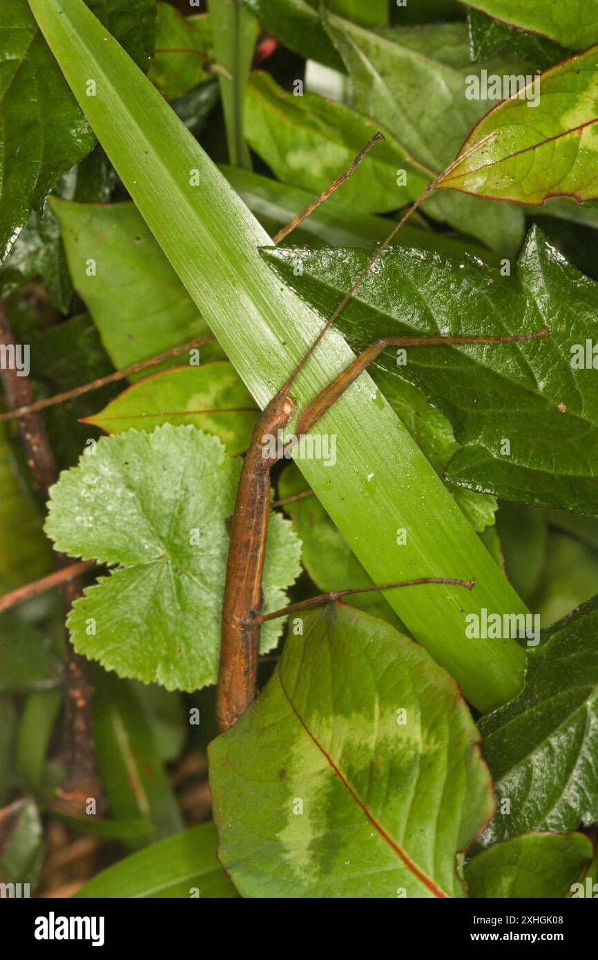 Carausius hi-res stock photography and images - Alamy