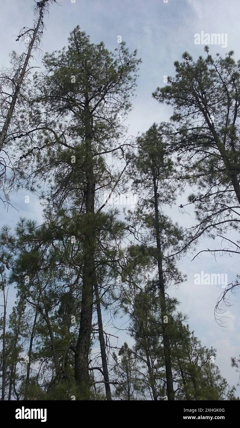 knobcone pine (Pinus attenuata Stock Photo - Alamy