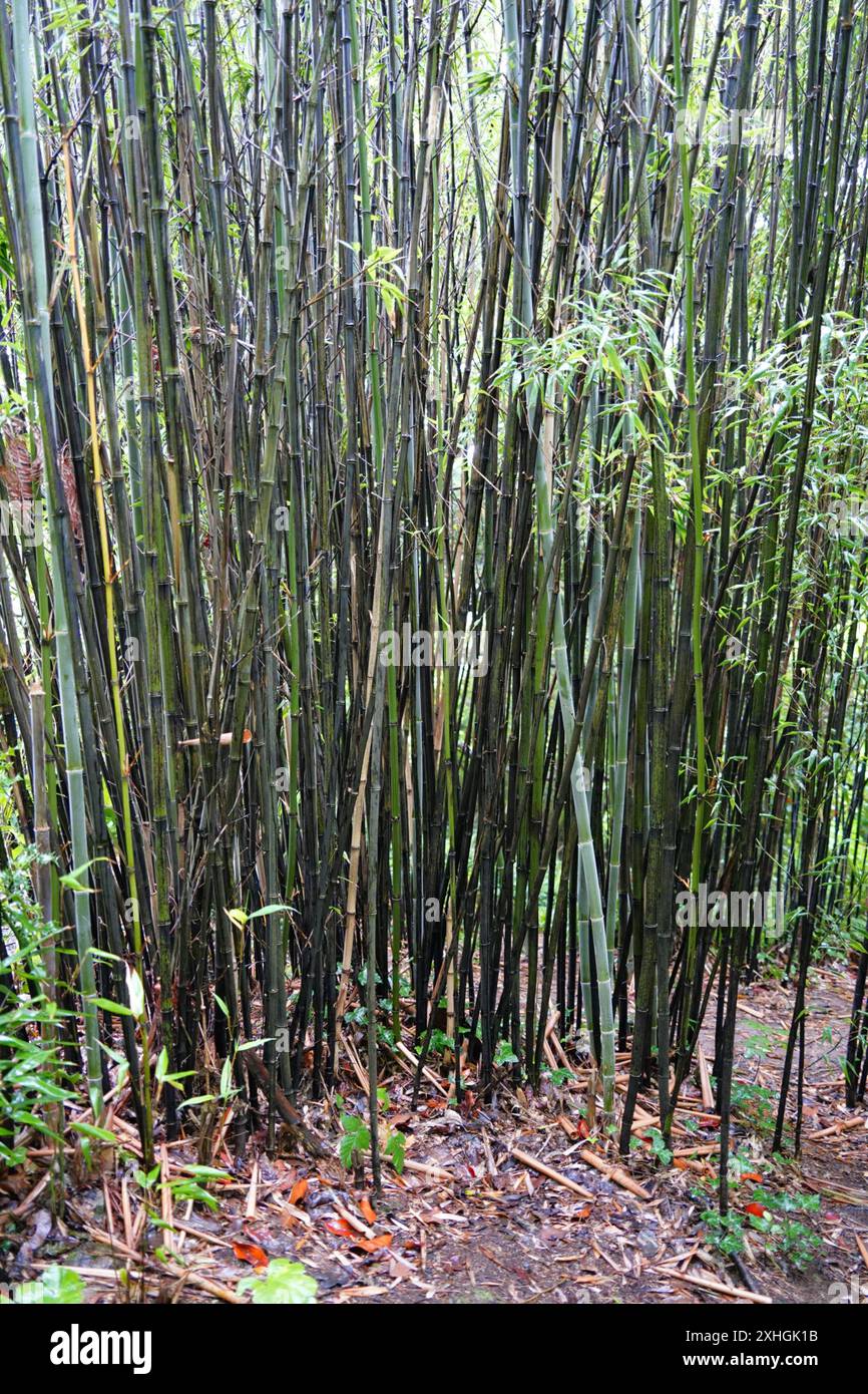 Young bamboo trees. Bamboos are some of the fastest-growing plants in ...