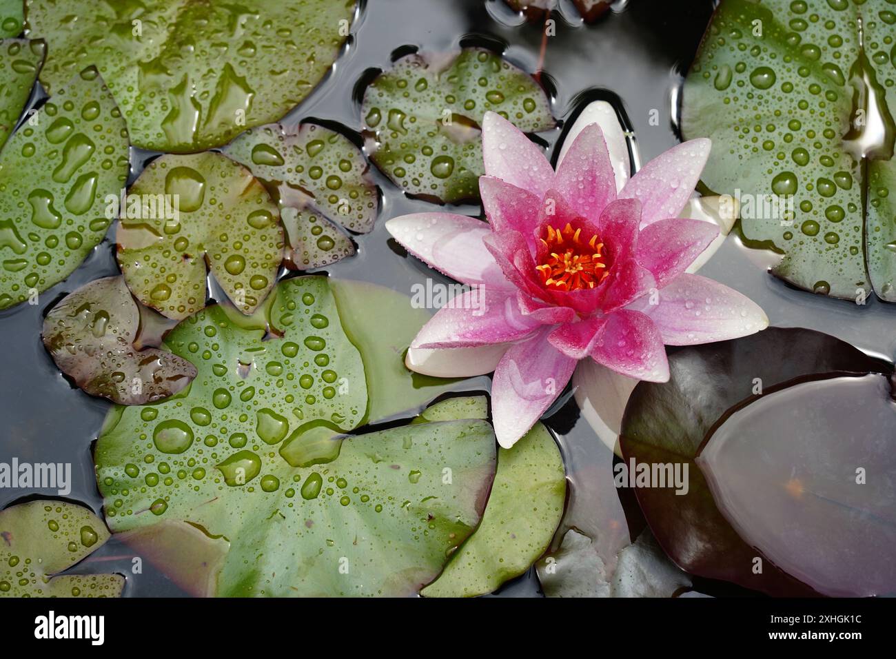 Water lily nymphaea alba rubra hi-res stock photography and images - Alamy