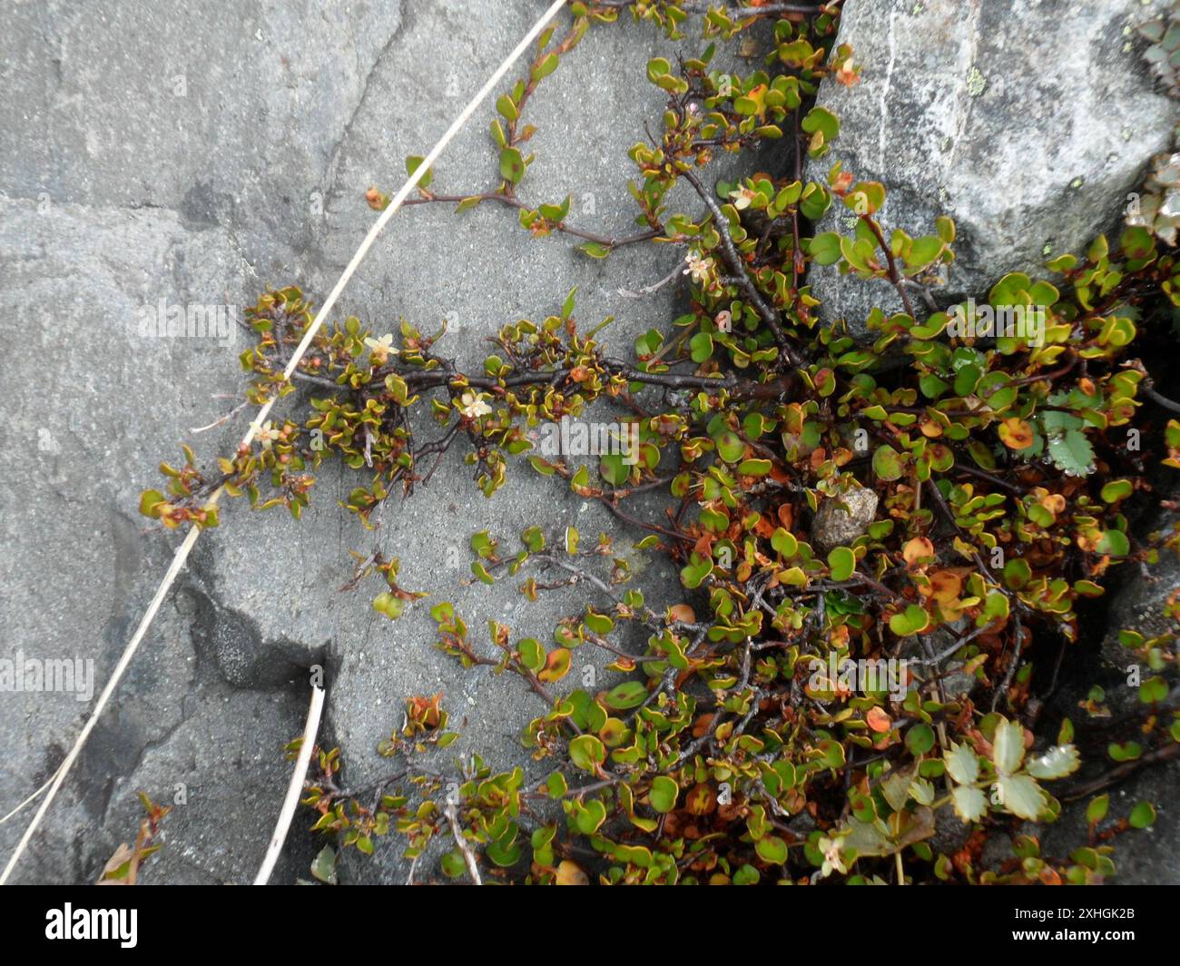 Creeping Wire Vine (Muehlenbeckia axillaris Stock Photo - Alamy