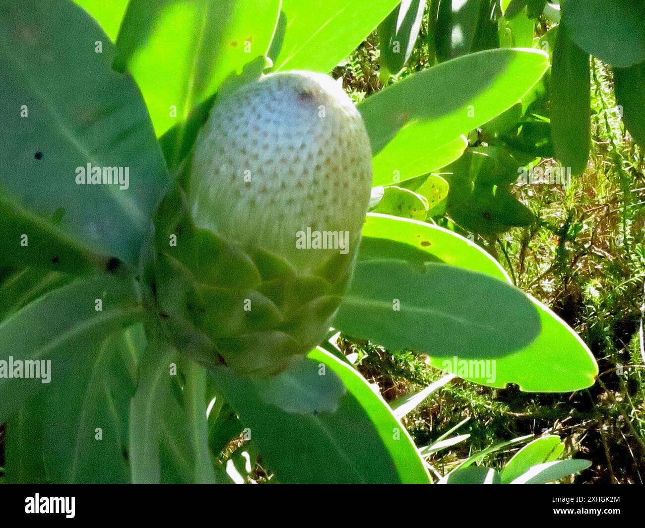 Wagon Tree (Protea nitida Stock Photo - Alamy