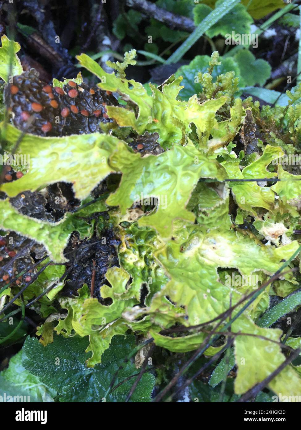 Tree Lungwort (Lobaria pulmonaria Stock Photo - Alamy