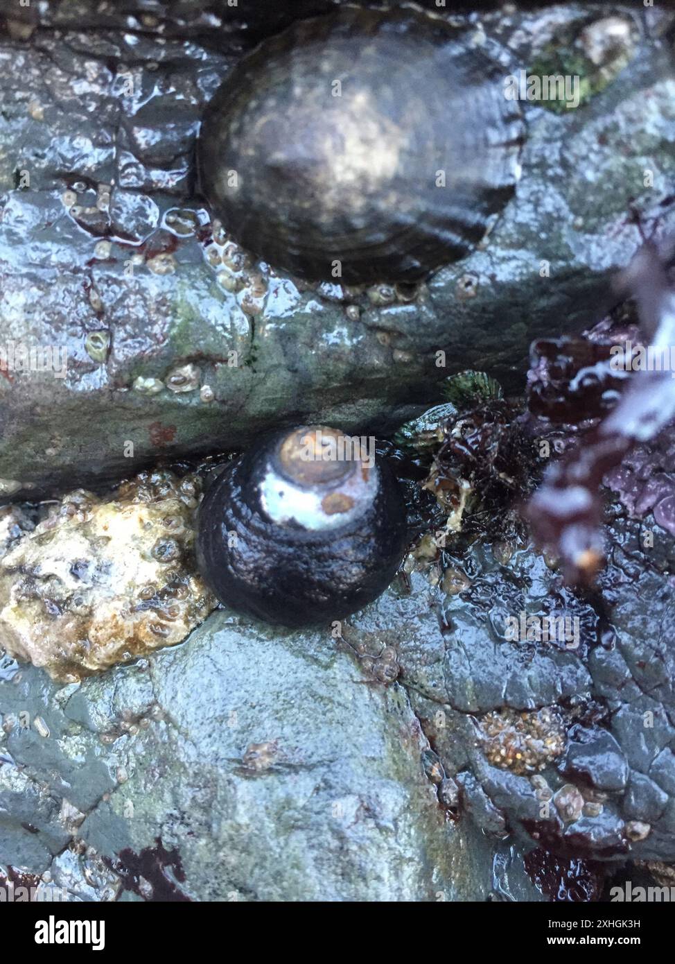 Black Tegula (Tegula funebralis Stock Photo - Alamy