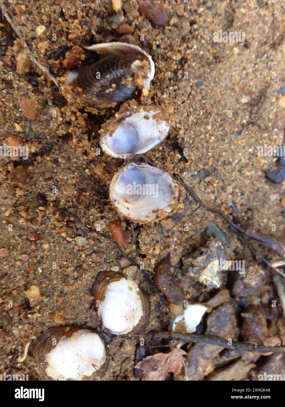 Asian Clam (Corbicula fluminea Stock Photo - Alamy