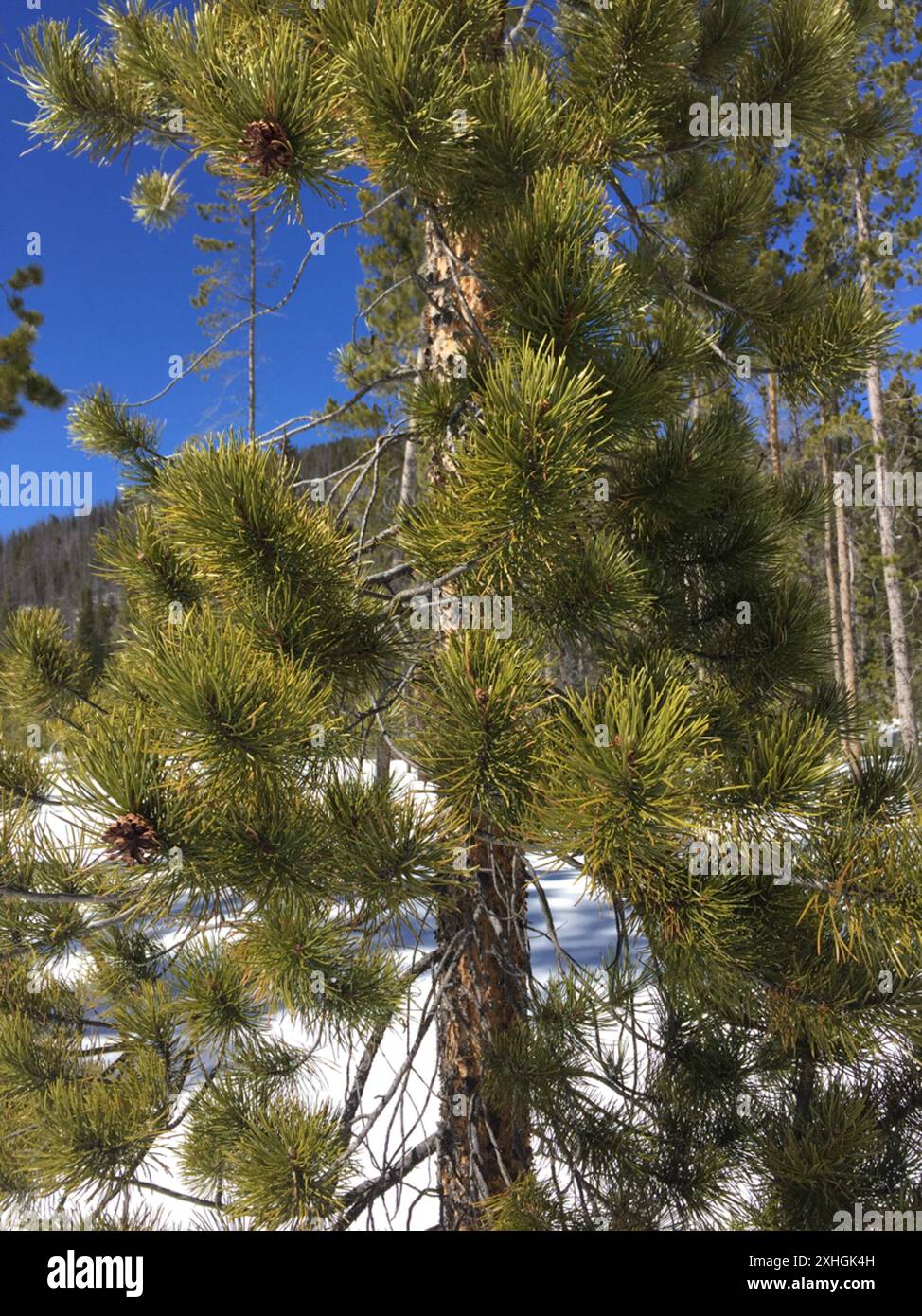 lodgepole pine (Pinus contorta Stock Photo - Alamy