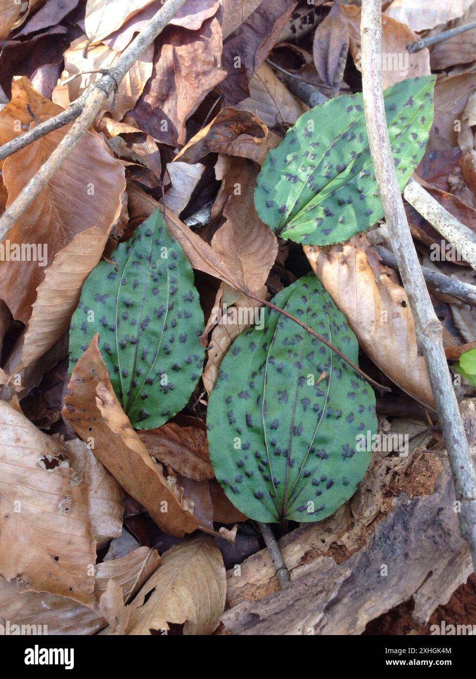 crane-fly orchid (Tipularia discolor Stock Photo - Alamy